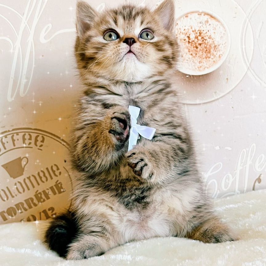 Шотландский вислоухий короткошёрстный котёнок