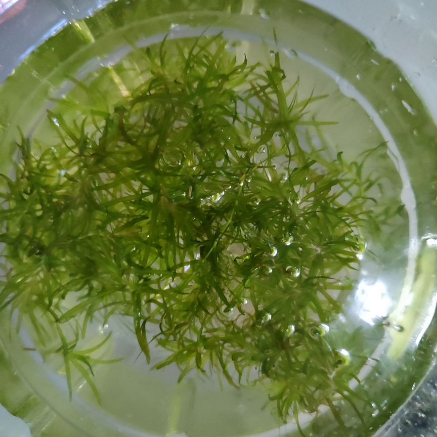 Растения и улитки для запуска аквариума