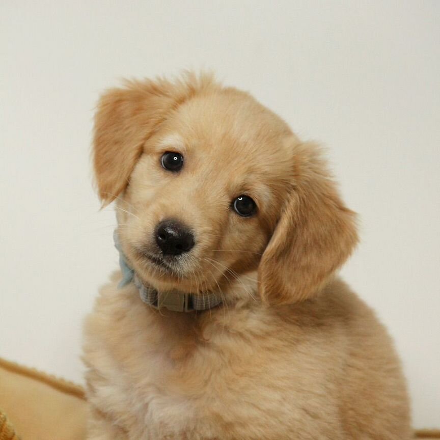 Щенок Плюша в добрые руки