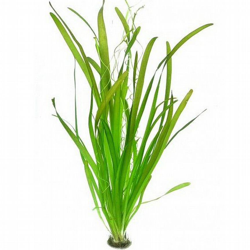 Валлиснерия (Vallisneria)аквариумное растение