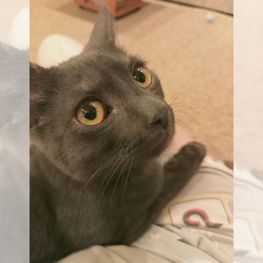 Котики бесплатно в добрые руки
