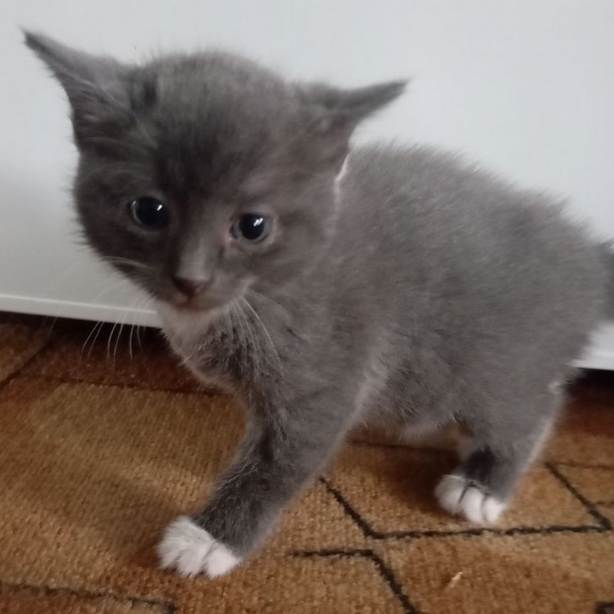 Котёнок в добрые руки
