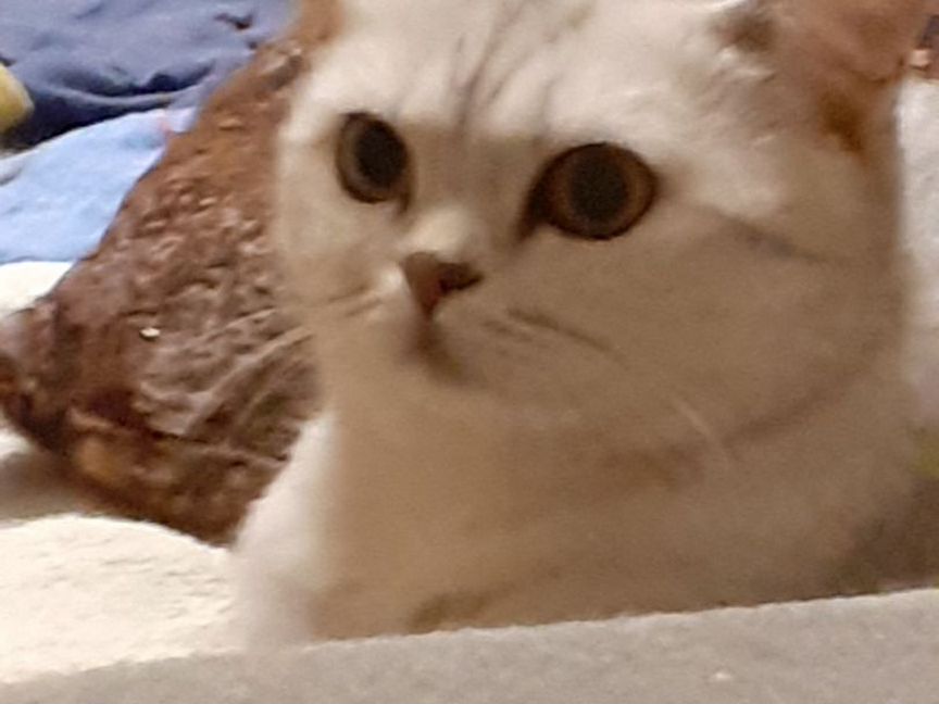 Шотландская кошка