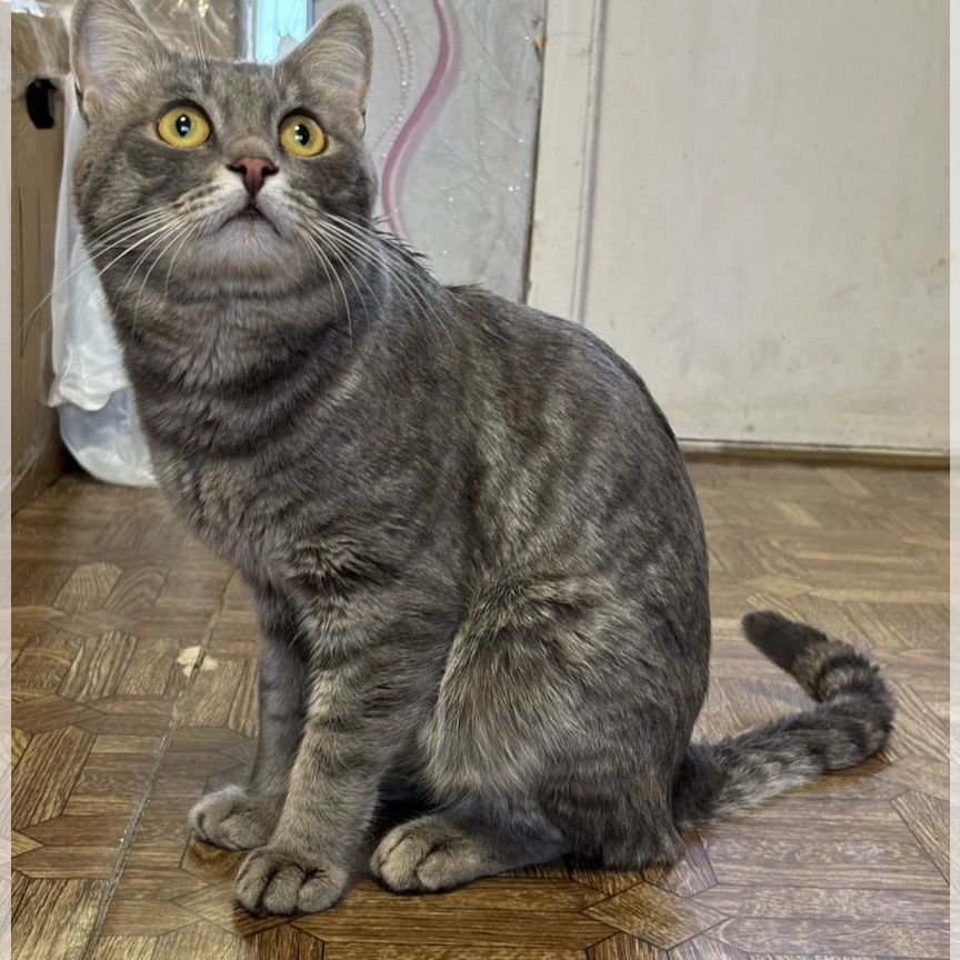 Взрослый кот в добрые руки