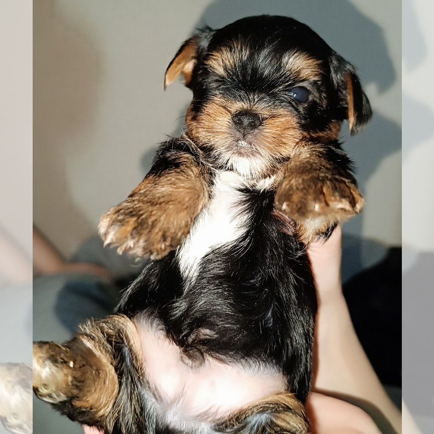 Йоркширский терьер, щенок