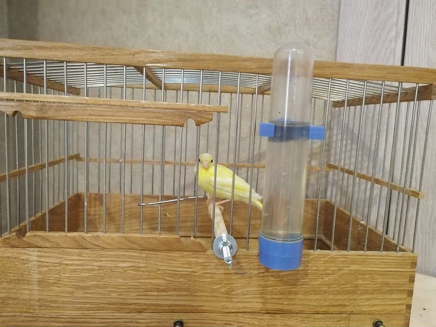 Русская певчая канарейка