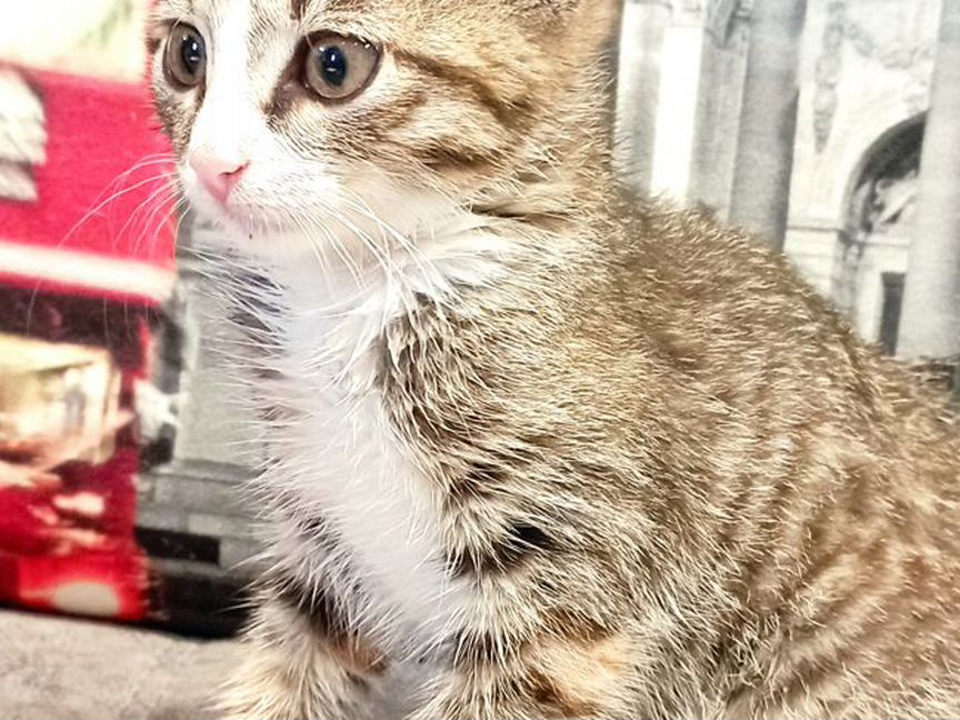 Отдам котят даром в добрые руки