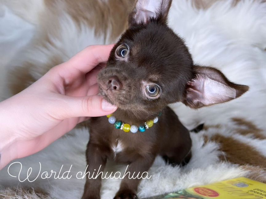 Luxury Мини Мальчишка