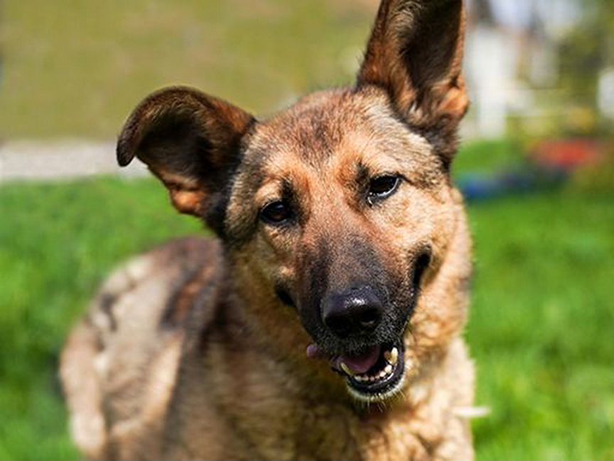 Пёс Арчи в поисках хозяев