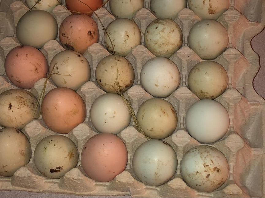 Домашние куриные яйца