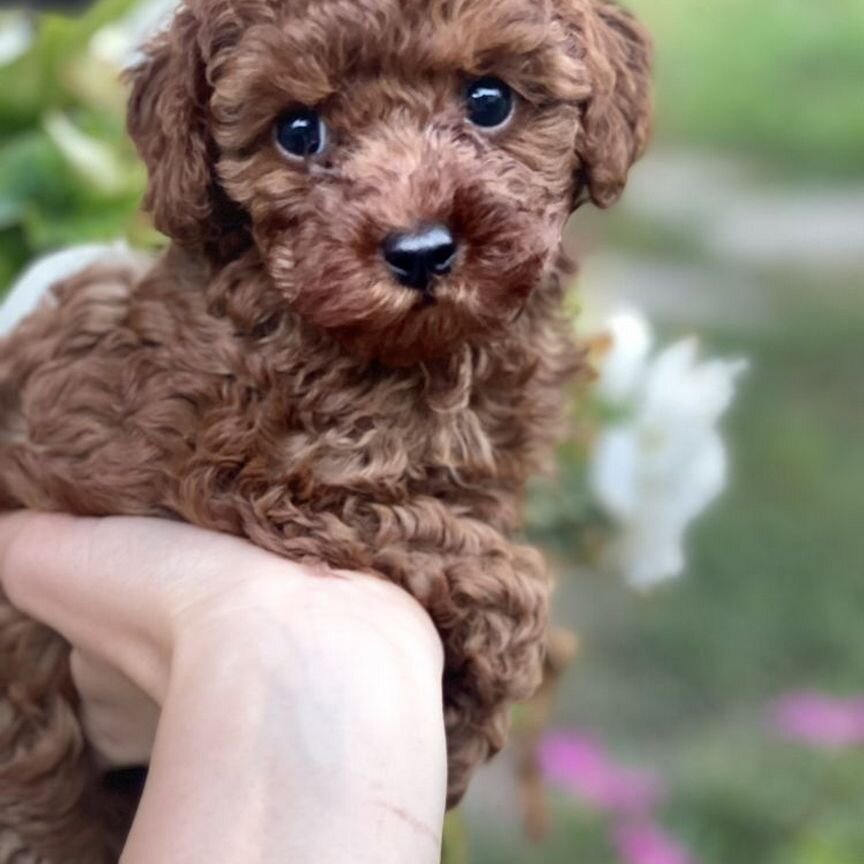 Мальтипу мишки f1