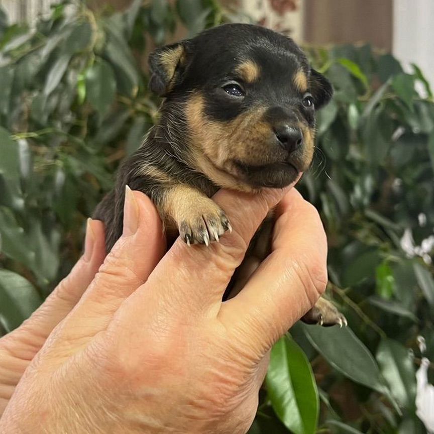 Русский той-терьер, щенок