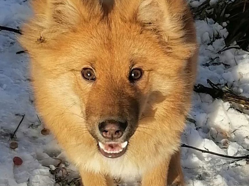 Собака в добрые руки