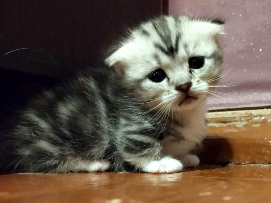 Манчкин скотиш фолд