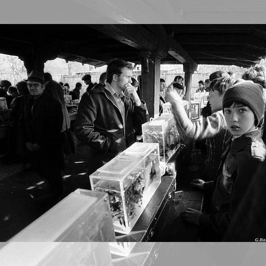 Аквариумные рыбки