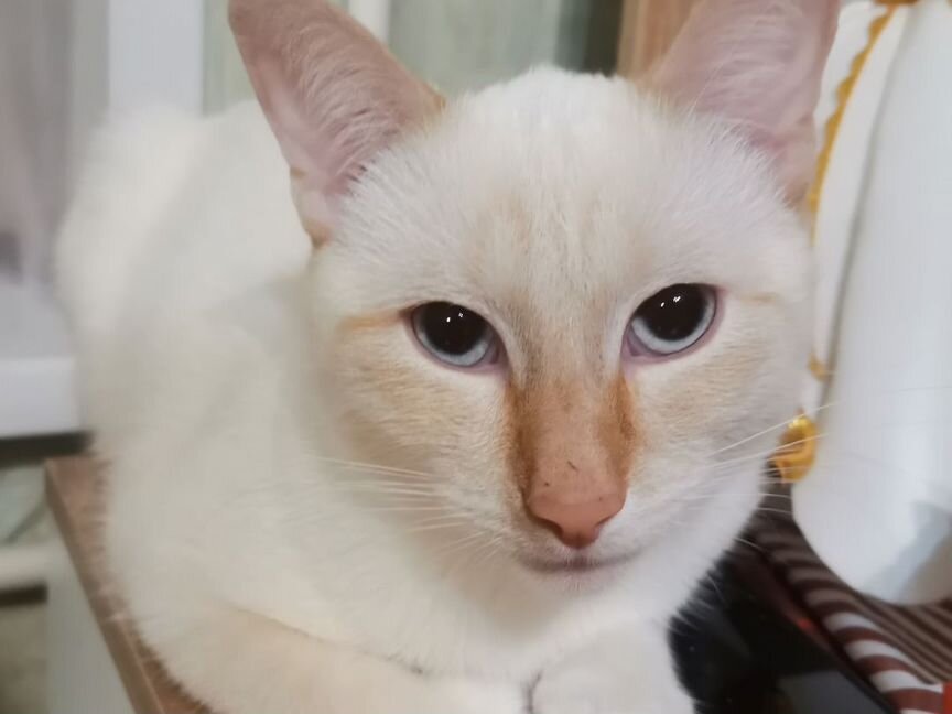 Кот