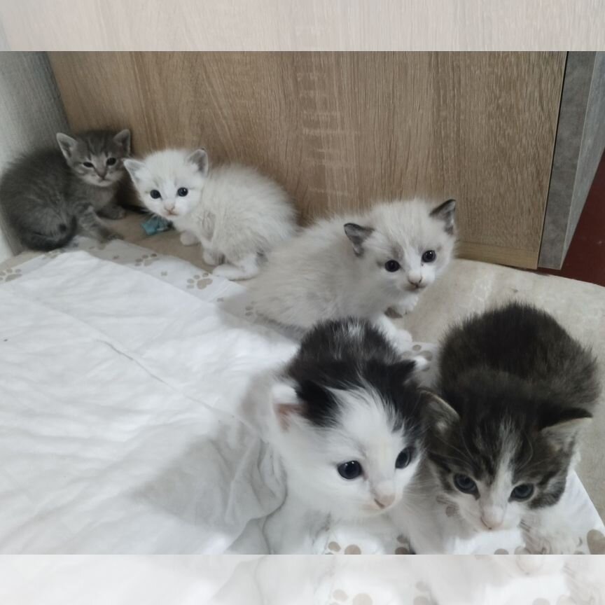 Отдам котят в добрые руки, родились 27.06.2025