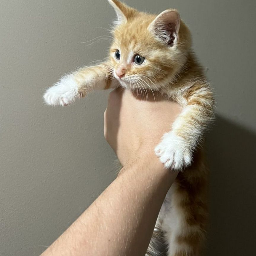 Котёнок в добрые руки