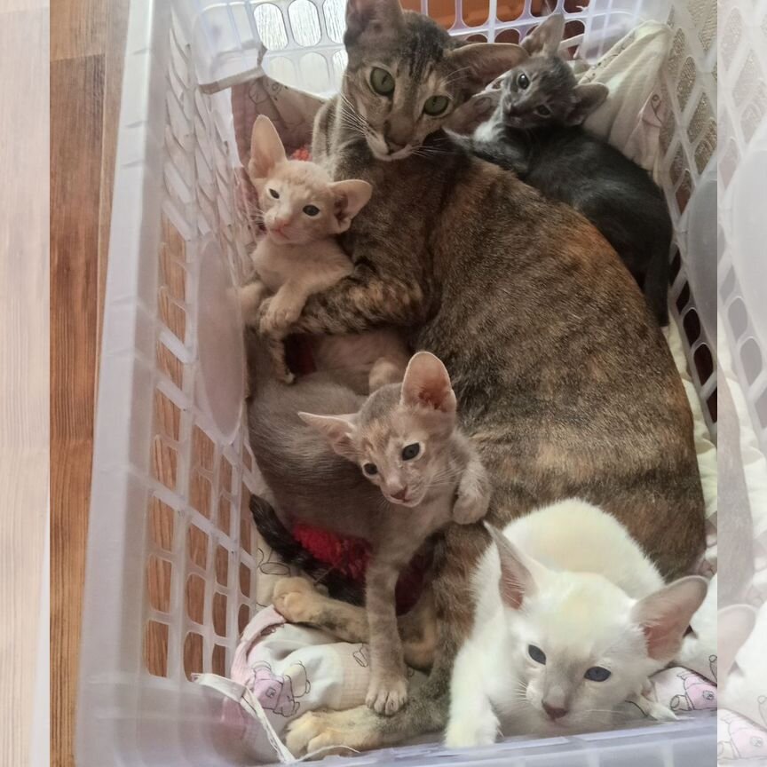 Ориентальный котёнок