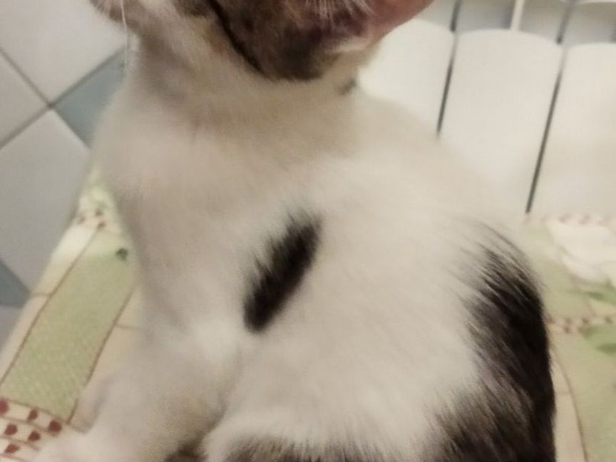 Котёнок (котик 3 месяца )ищет хозяев