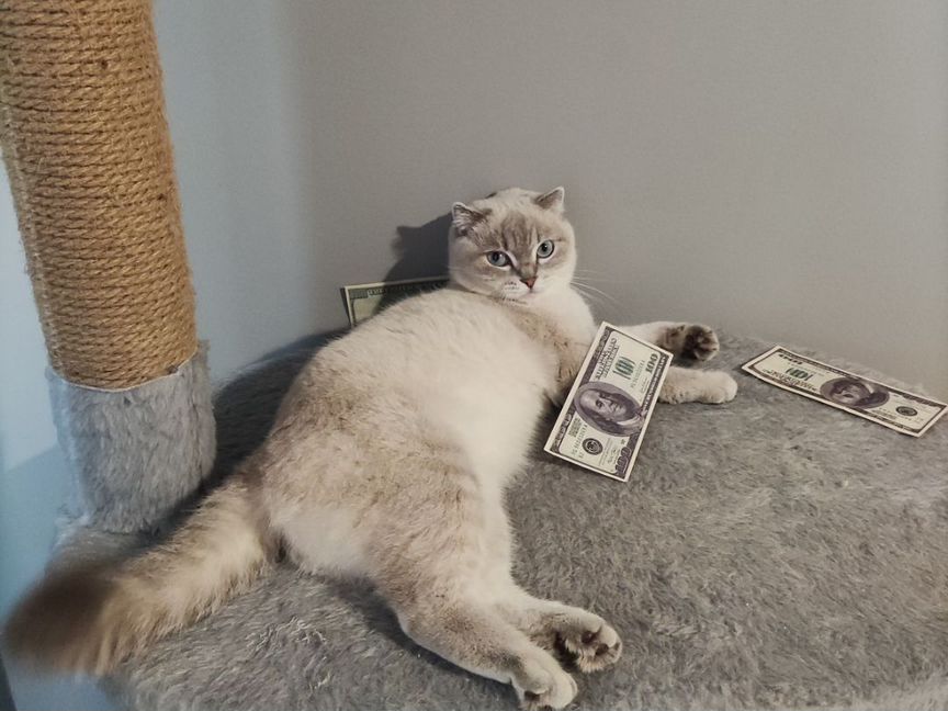 Шотландские котята