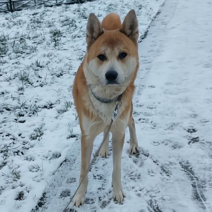 Взрослый пёс в добрые руки
