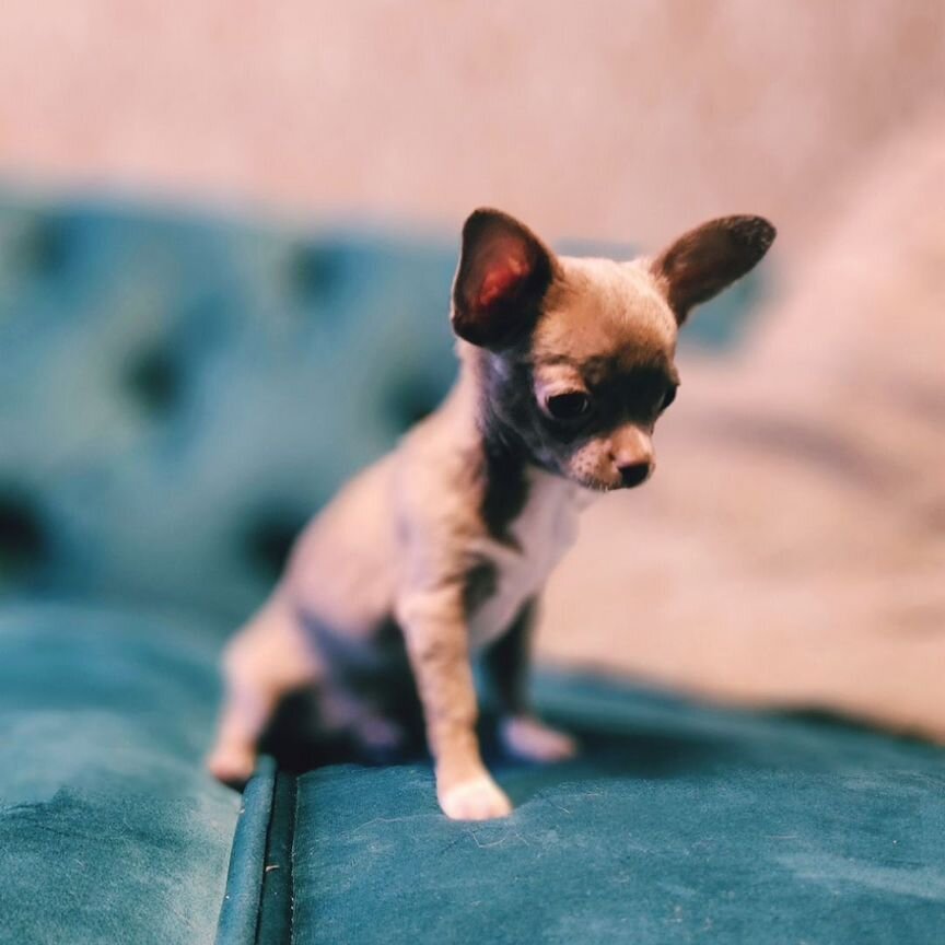 Чихуахуа мини лиловая девочка