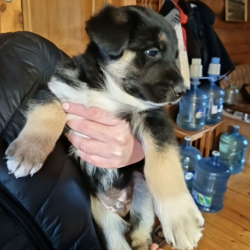 Щенок от частного владельца