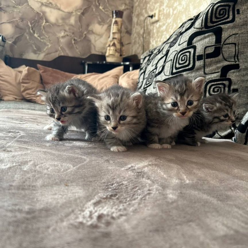 Курильский бобтейл