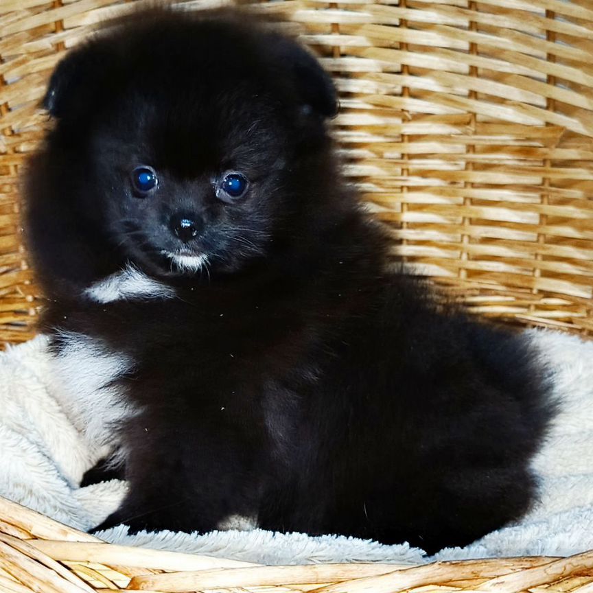 Померанский шпиц, щенок