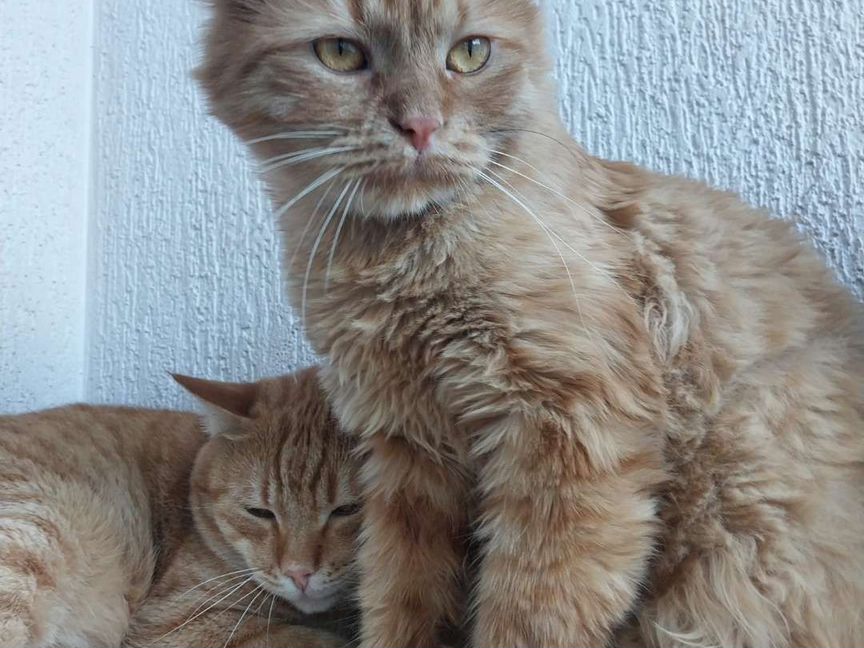 Котики бесплатно в добрые руки