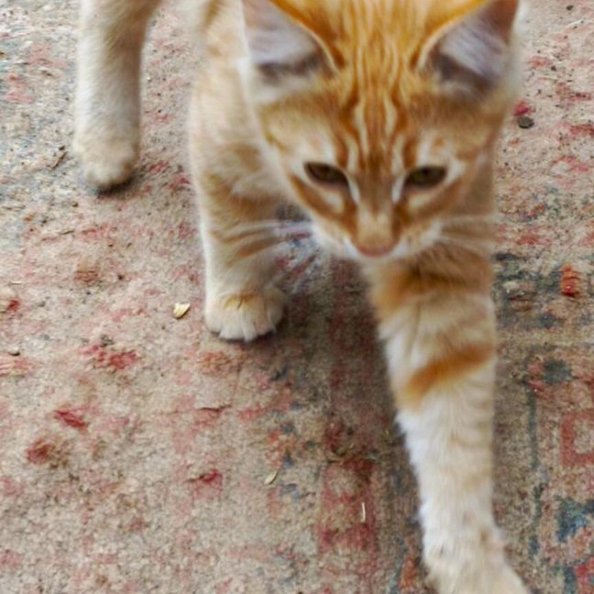 Котята в добрые ручки