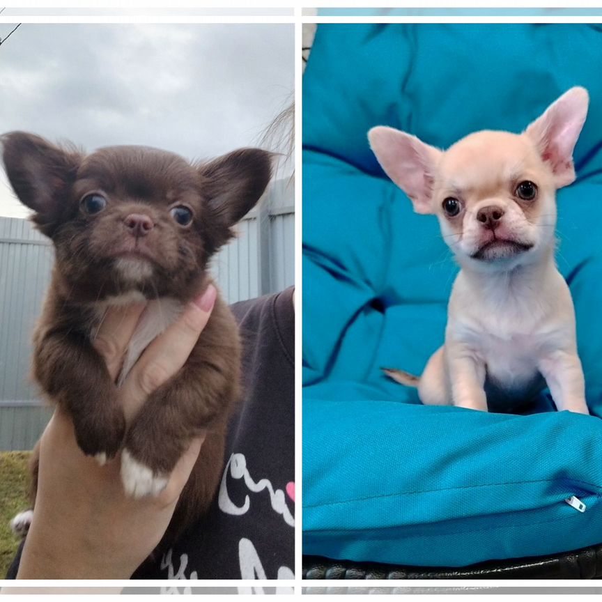 Чихуахуа, щенок