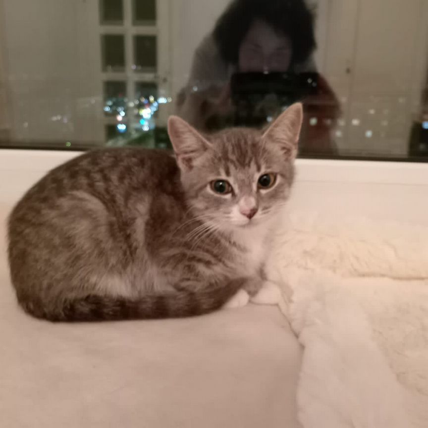 Котята