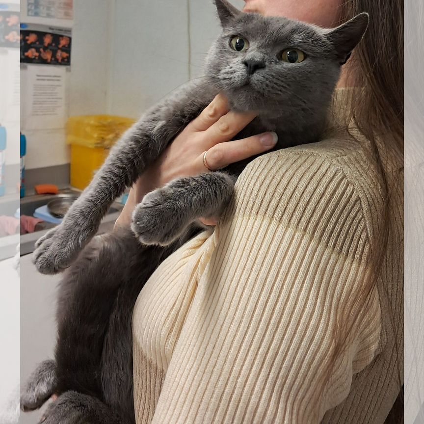 Взрослая, Девочка кошка в добрые руки