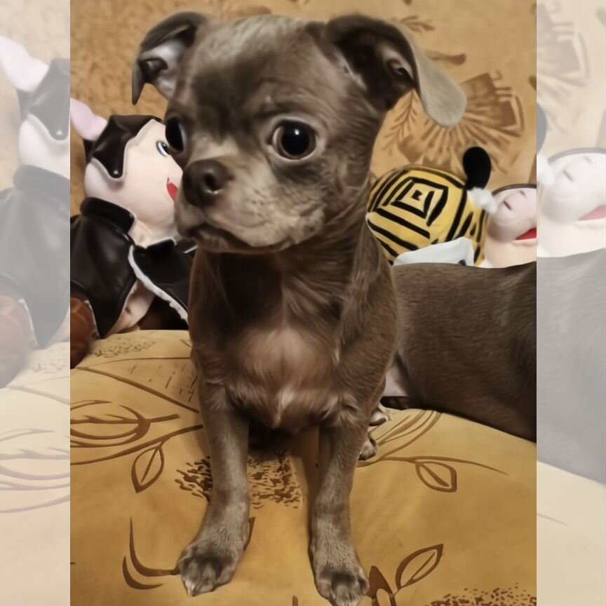 Чихуахуа, щенок