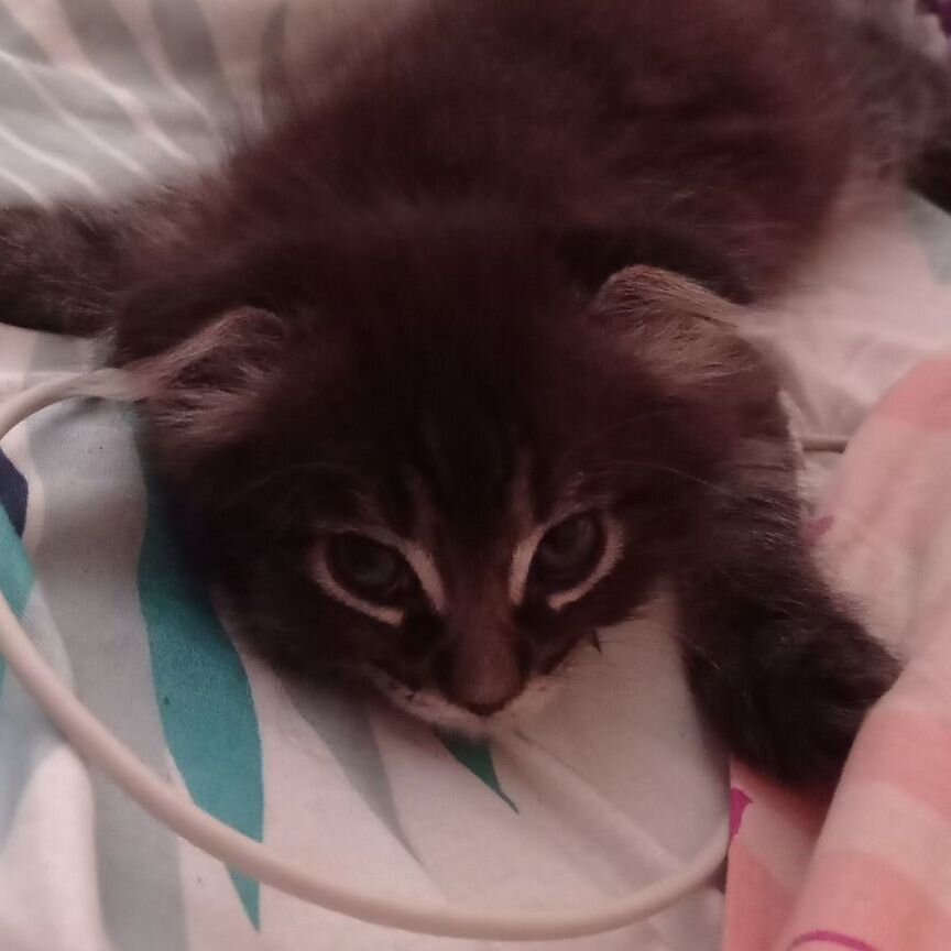 Котенок,смесь Мейн куна и вислоухой