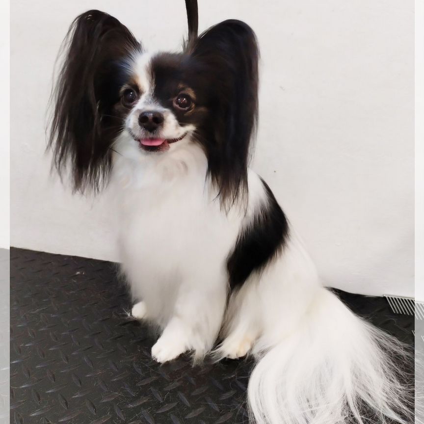 Груминг салон лапусики, стрижка собак и кошек