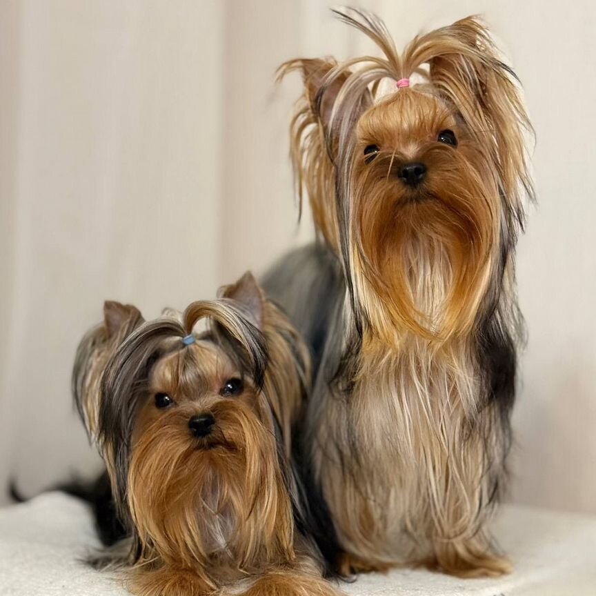 Йоркширский терьер