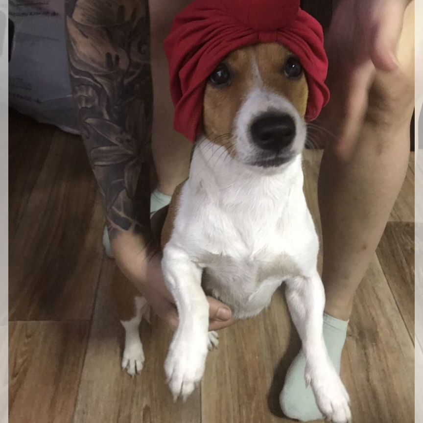 Джек-рассел-терьер, взрослая собака