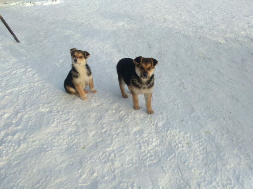 Щенки