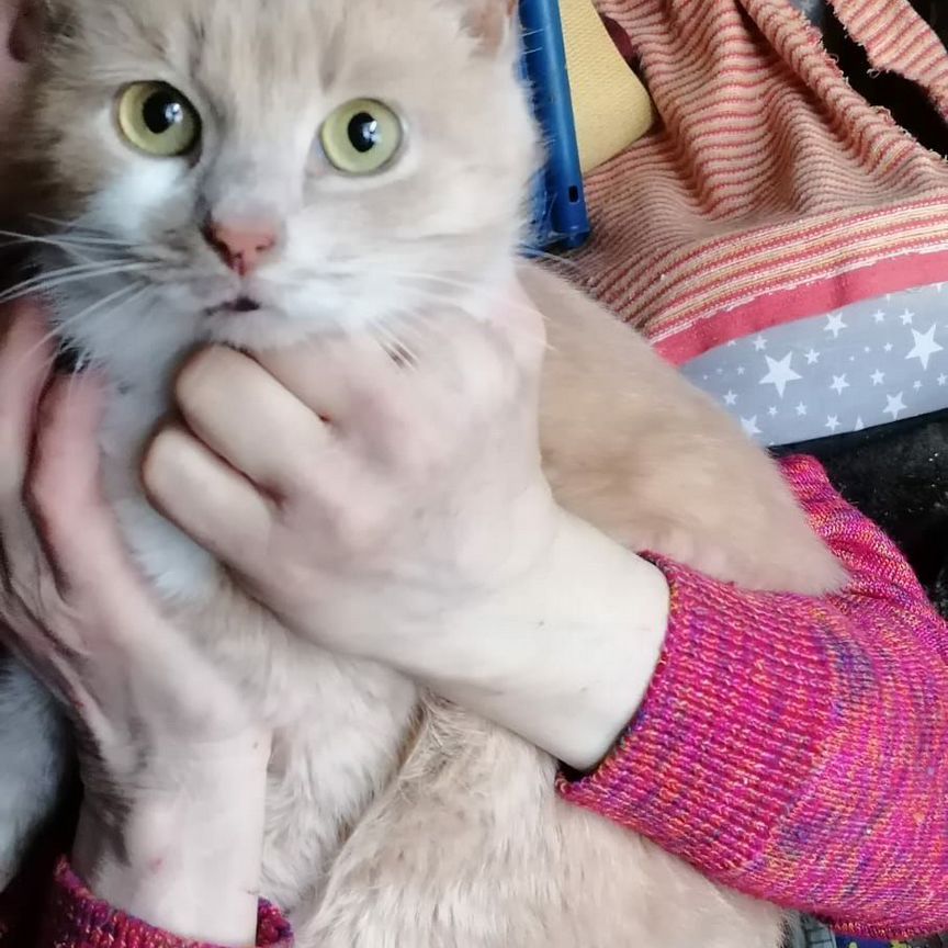 Кошечка не нужна,а квартира нужна