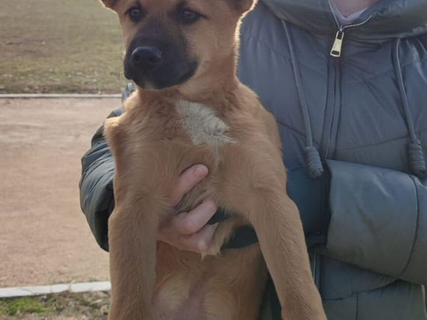 Стаффордширский терьер в добрые руки