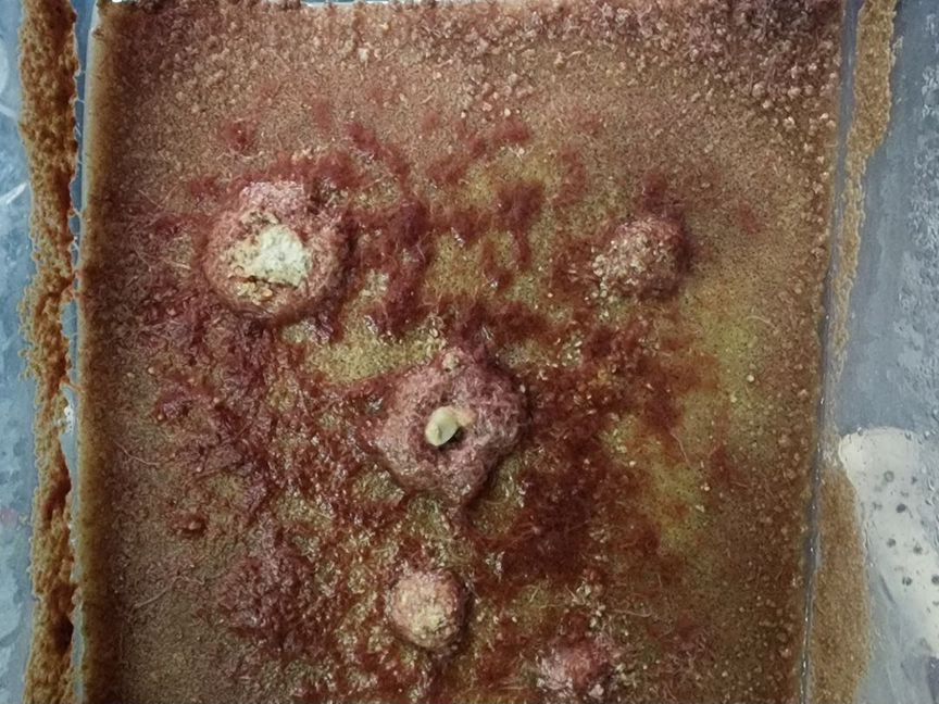 Аулофорус+трубочник изя губка+контейнер