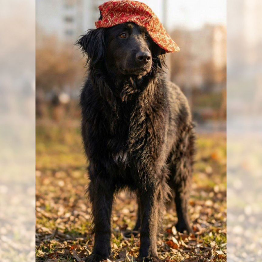 Взрослая собака в добрые руки