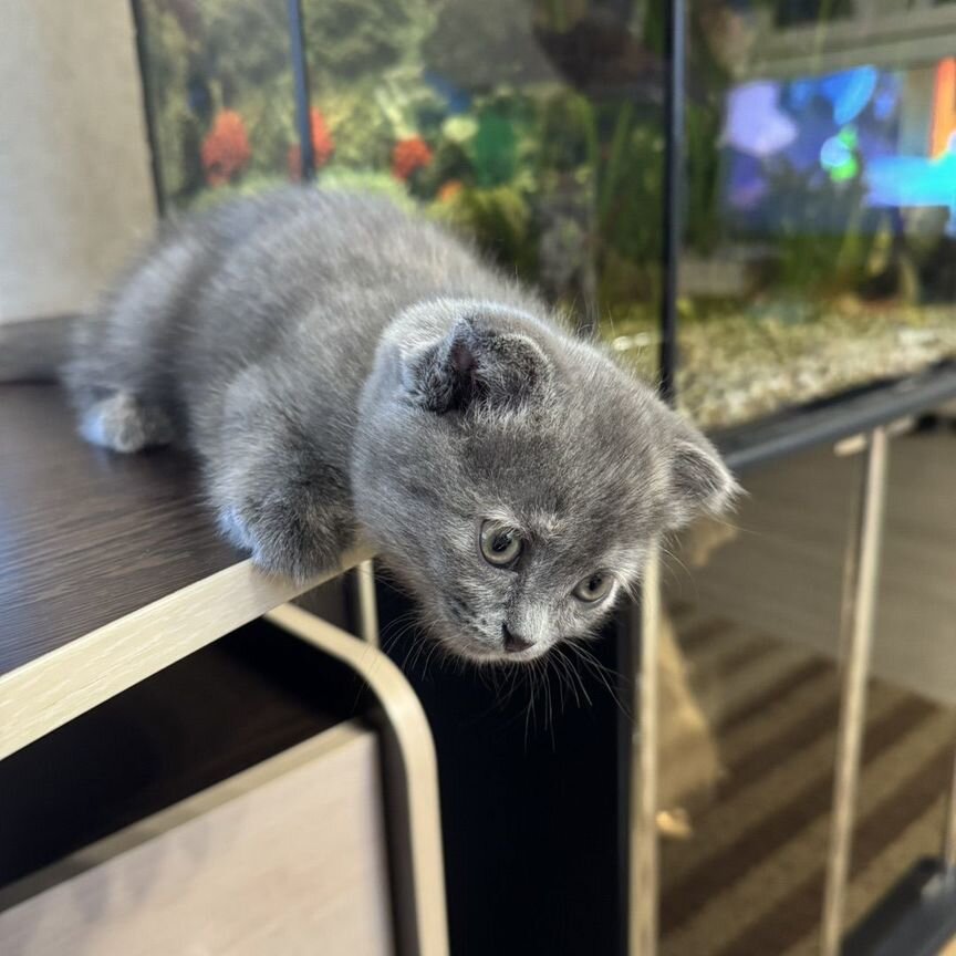 Шотландская вислоухая