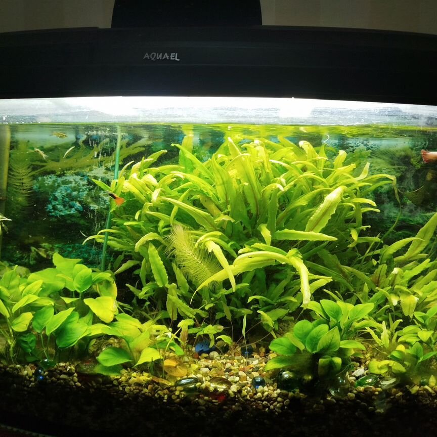 Аквариум со всем содержимым