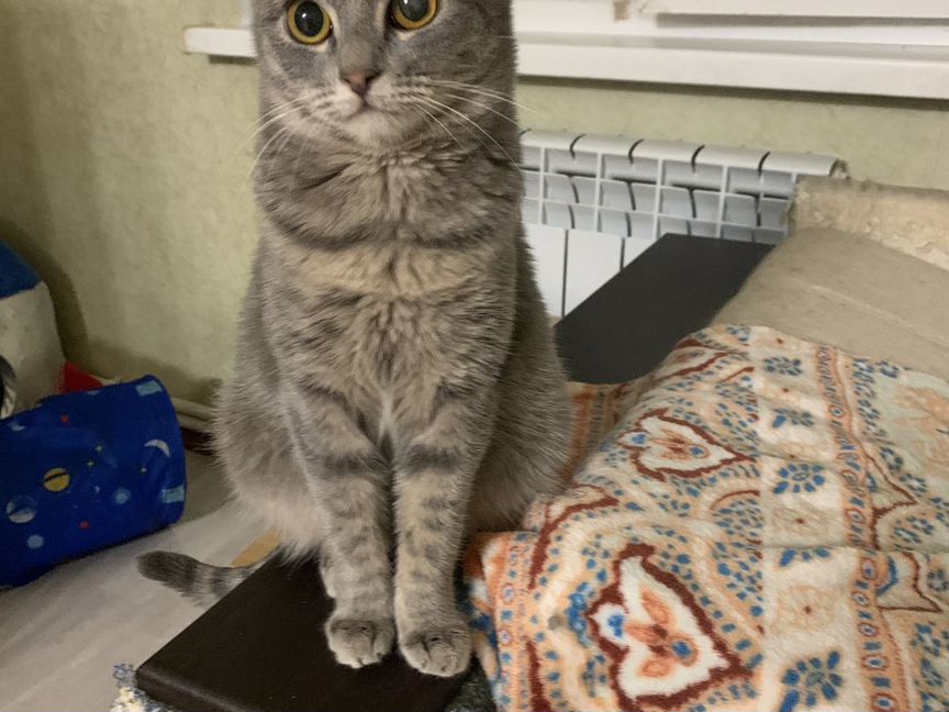 Кошки бесплатно