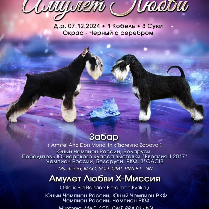 Цвержата чёрные с серебром