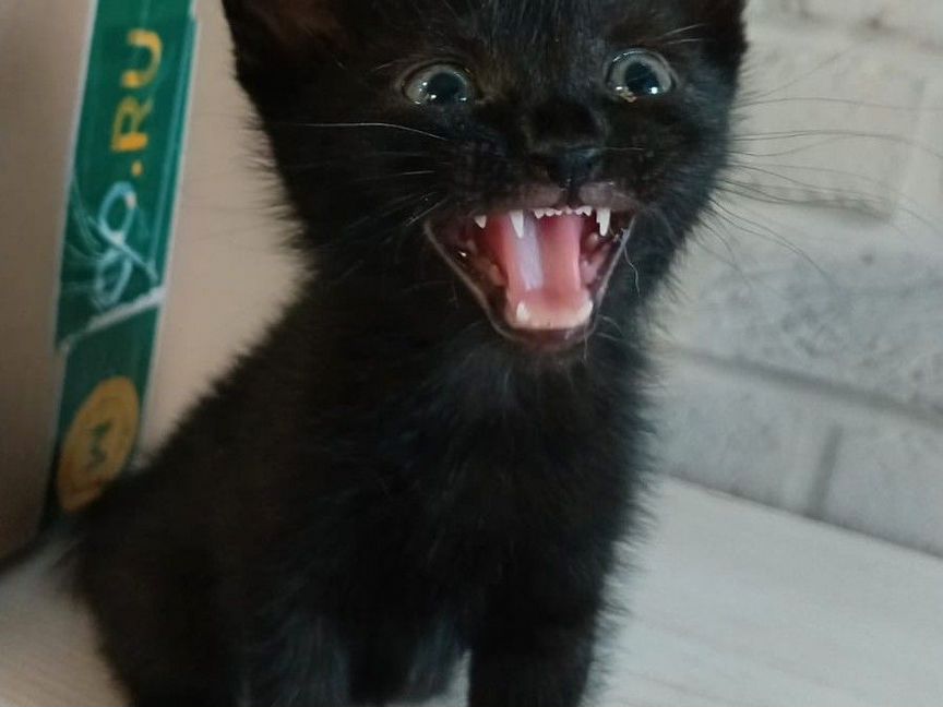 Хаги Ваги Кот